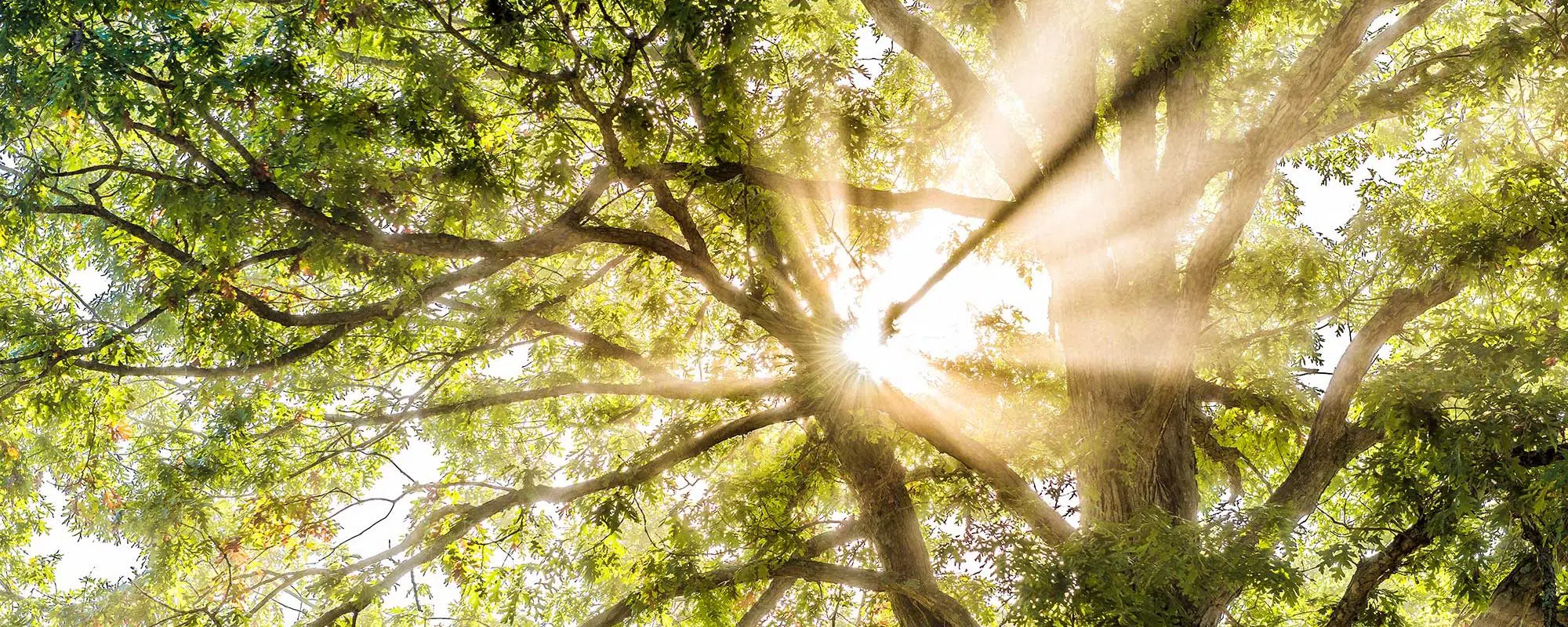 Serrand SAS - Collecte de déchets - Valorisation & élimination